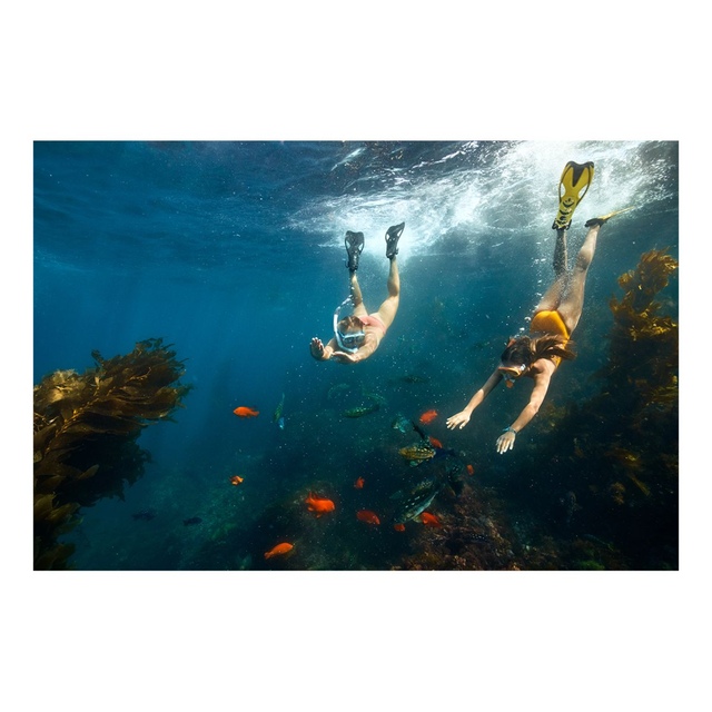 Speedo Adult Recreation MS Snorkel Set | SportChek